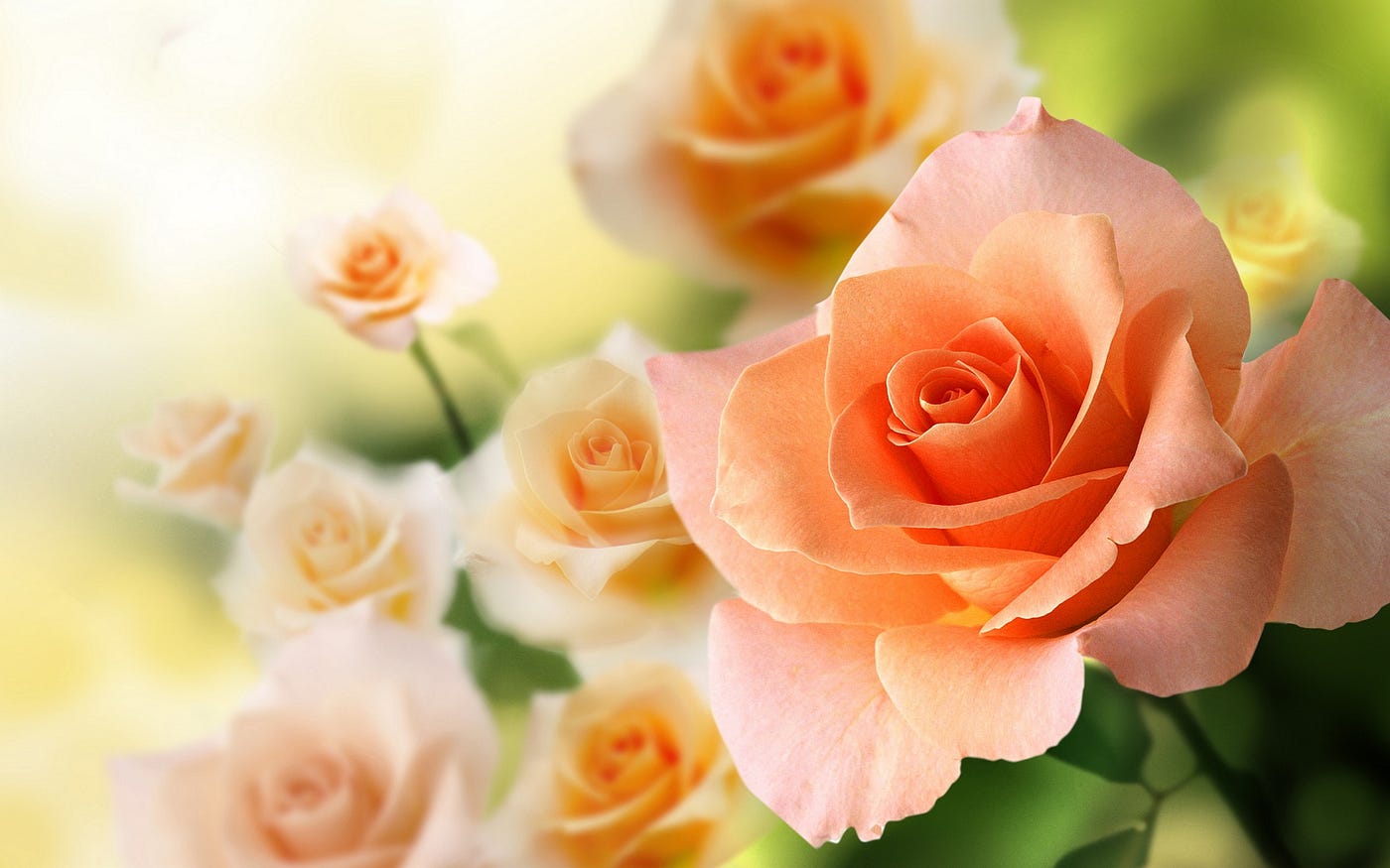 Yellow And Peach Roses