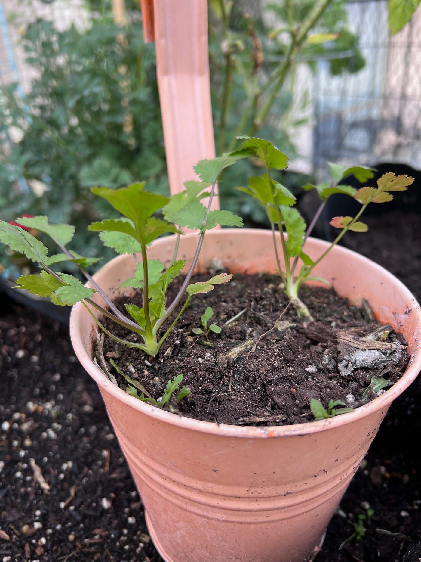 Baby Cilantro Plant