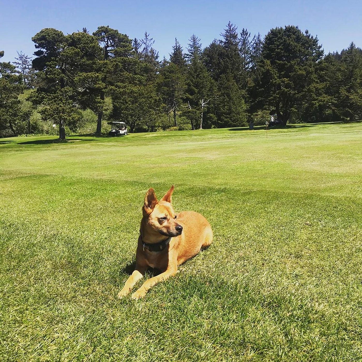 Are Dogs Allowed On A Golf Course