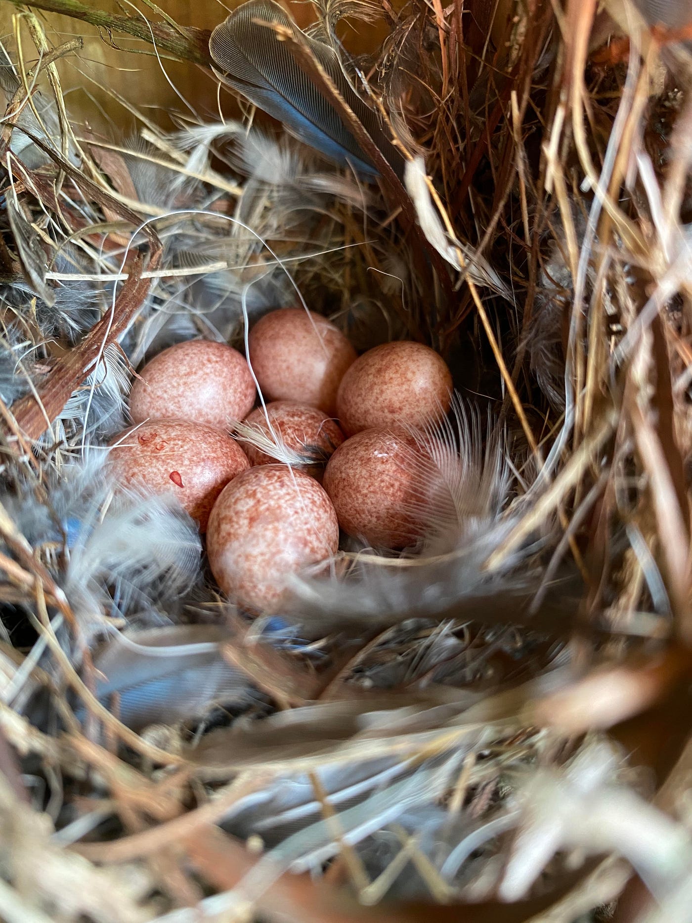 Wren Nest