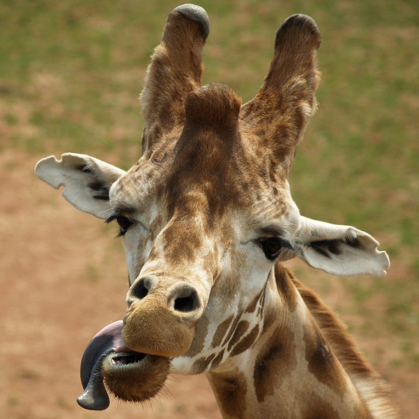 Drunk Animals