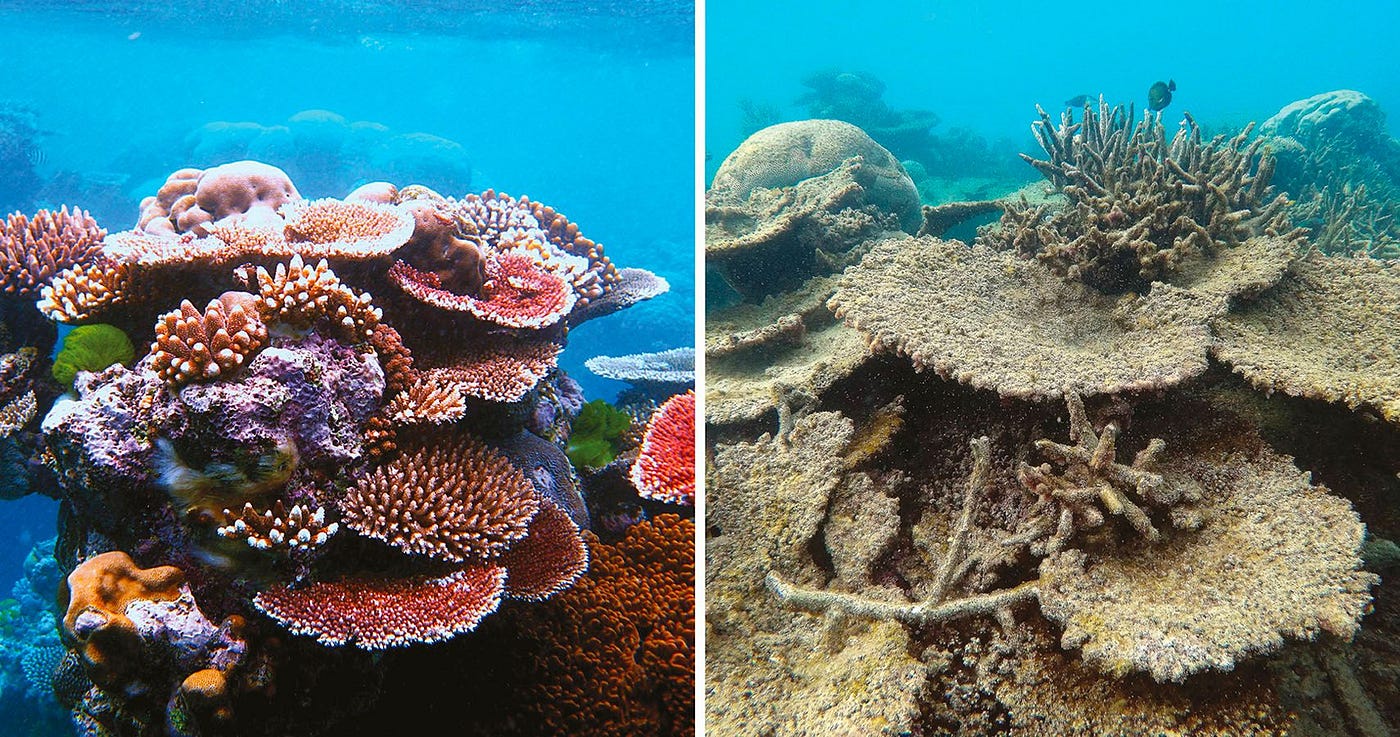 Bleached Coral Reef Before And After