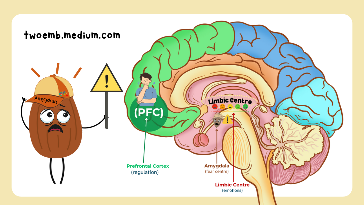 Amygdala Diagram For Kids