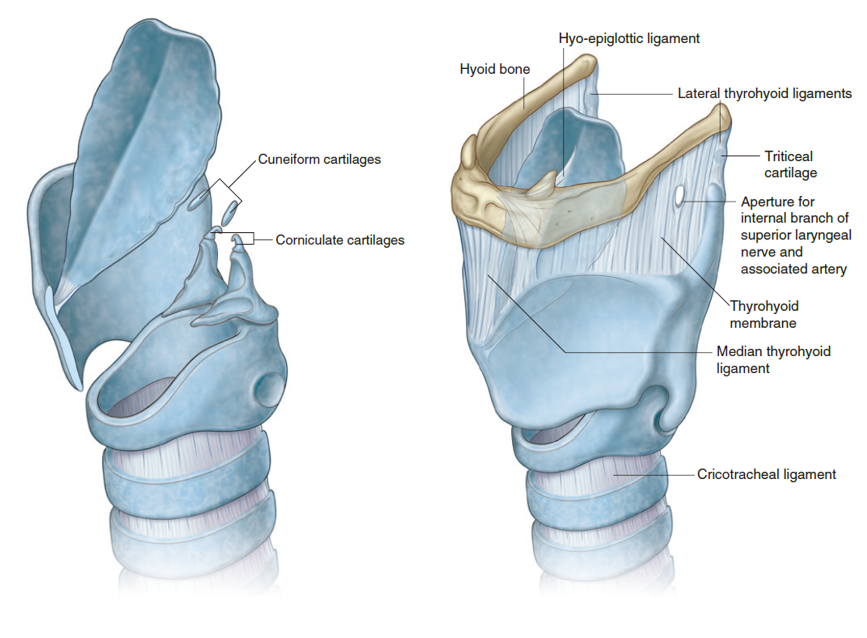 Triticeal Cartilage