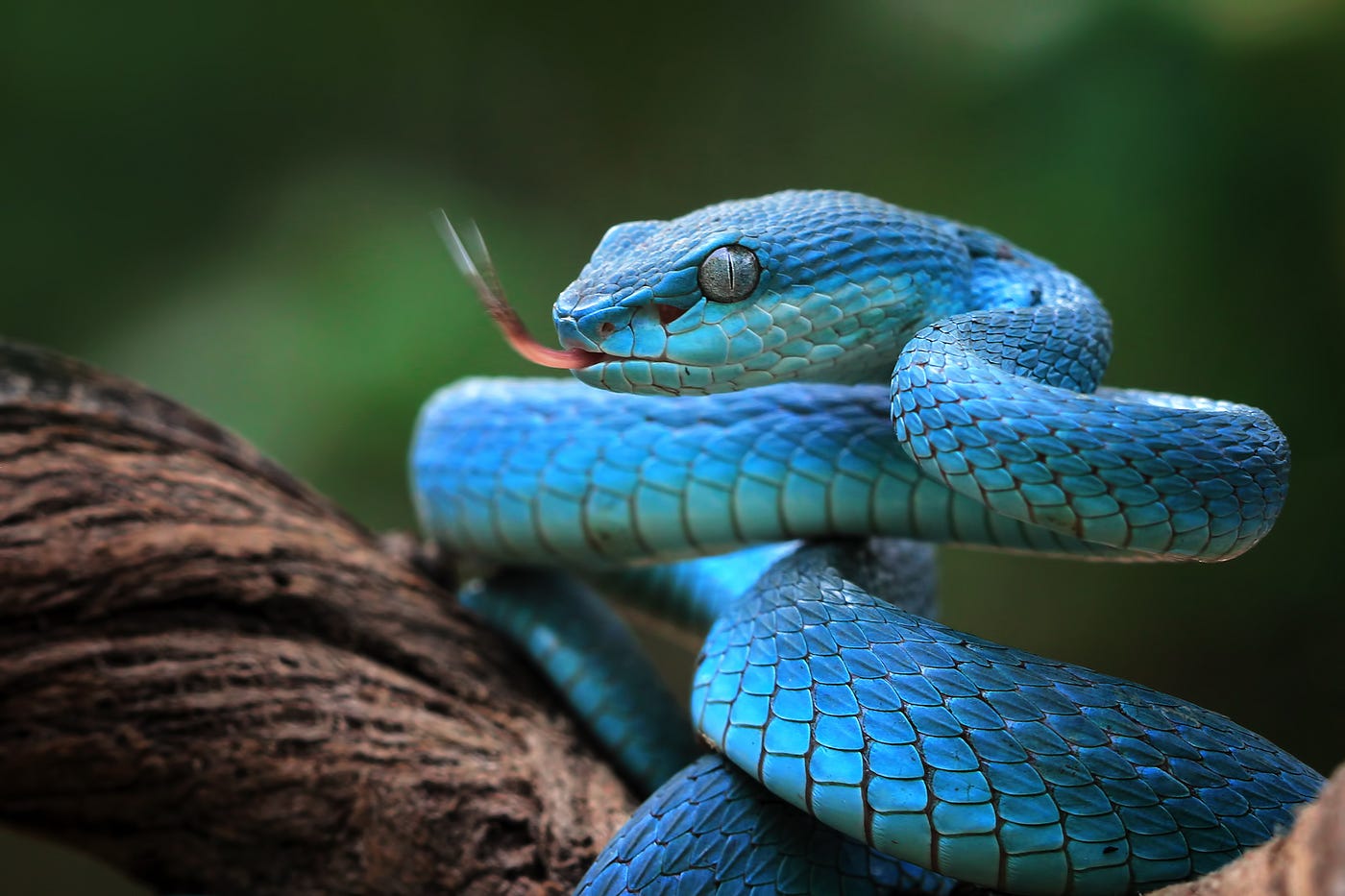 Kundalini Shakti Snake