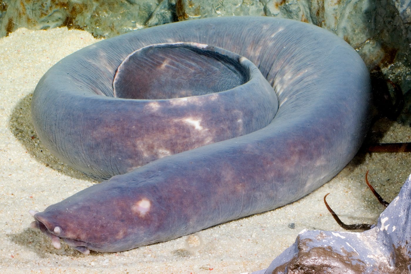 Hagfish Slime Shark