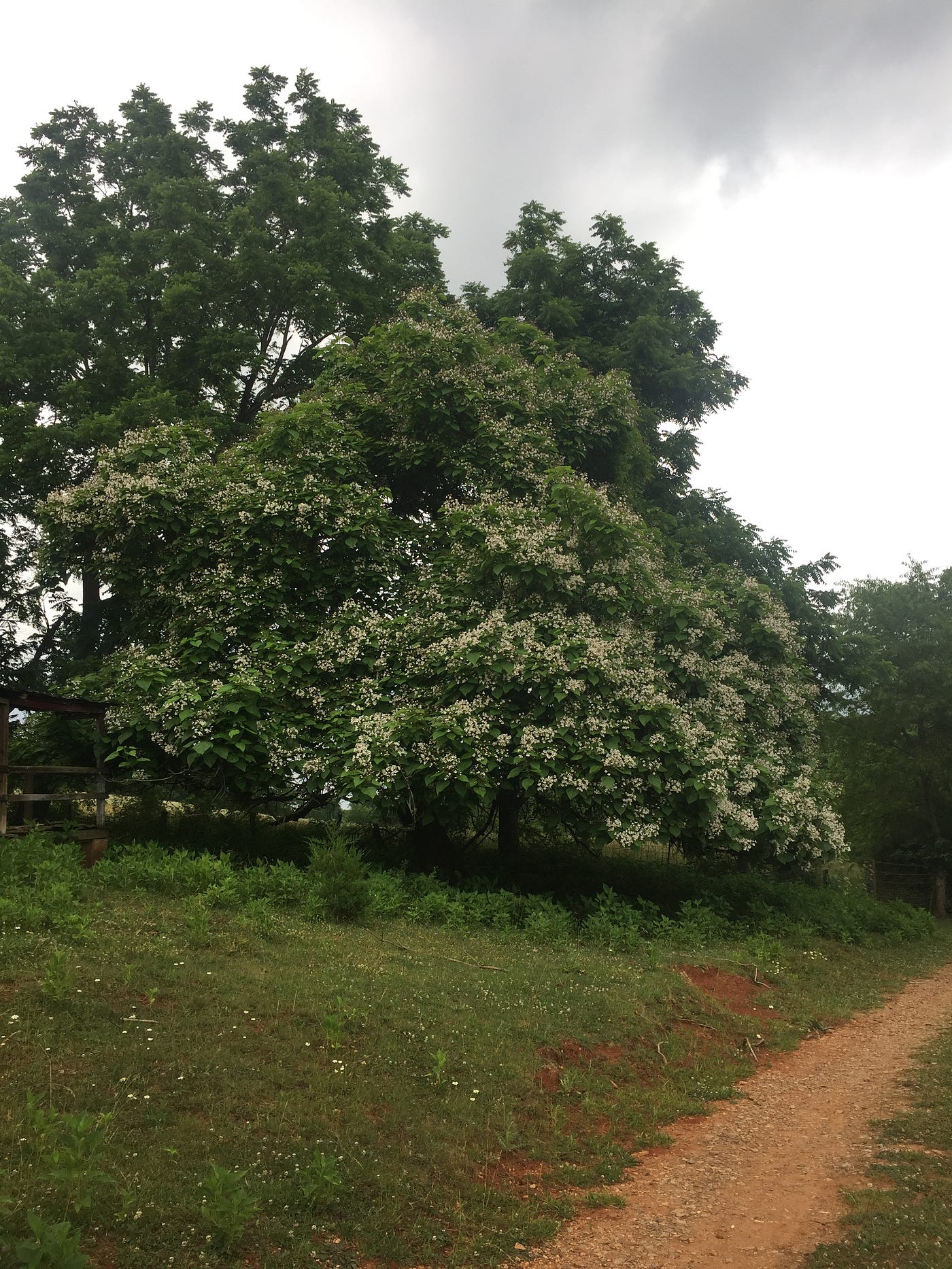 Year Old Catalpa Tree