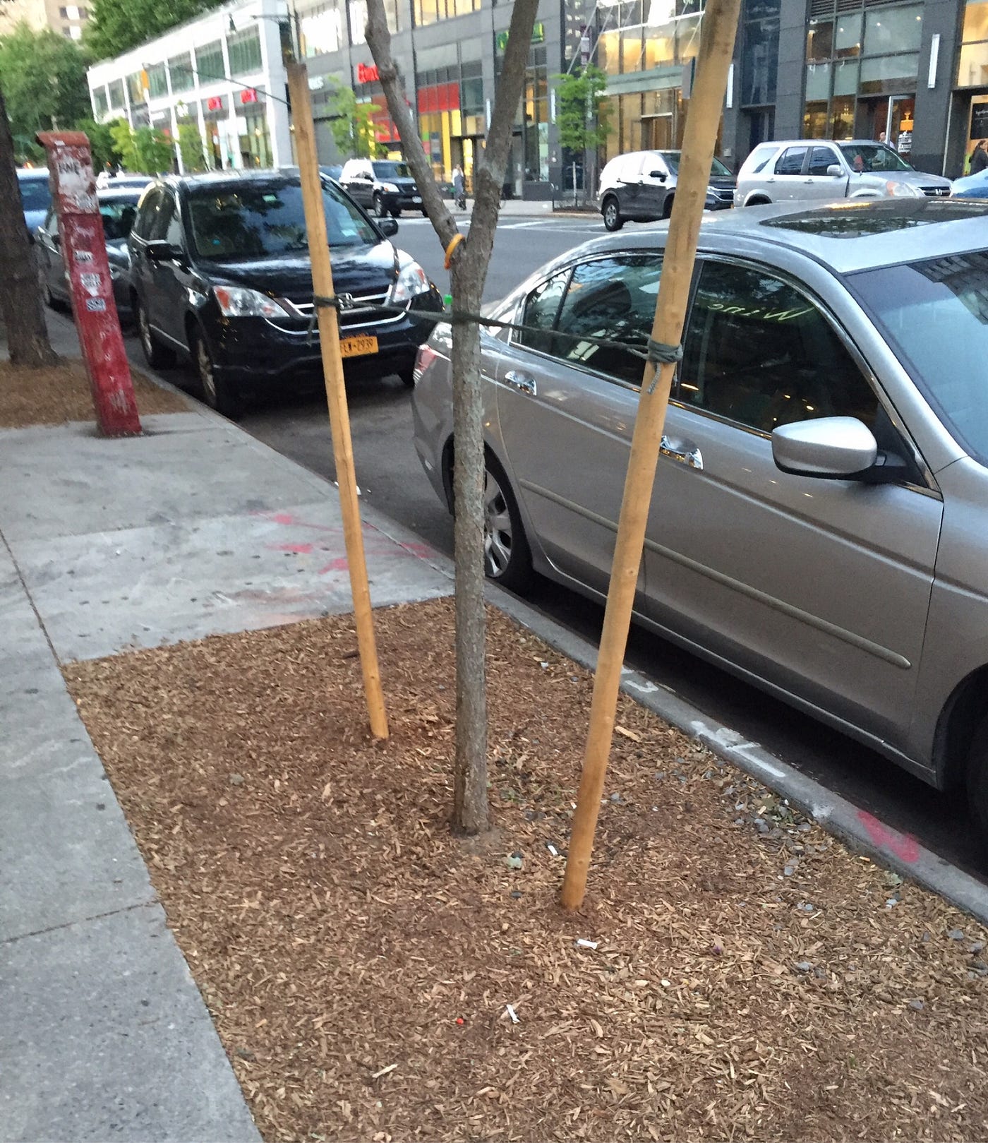 New Tree And Sidewalk