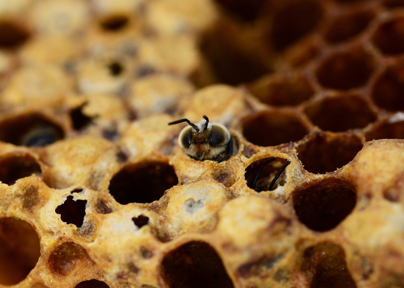 Images Of Queen Bees Raising A New Queen Bee: The Beekeeping Process