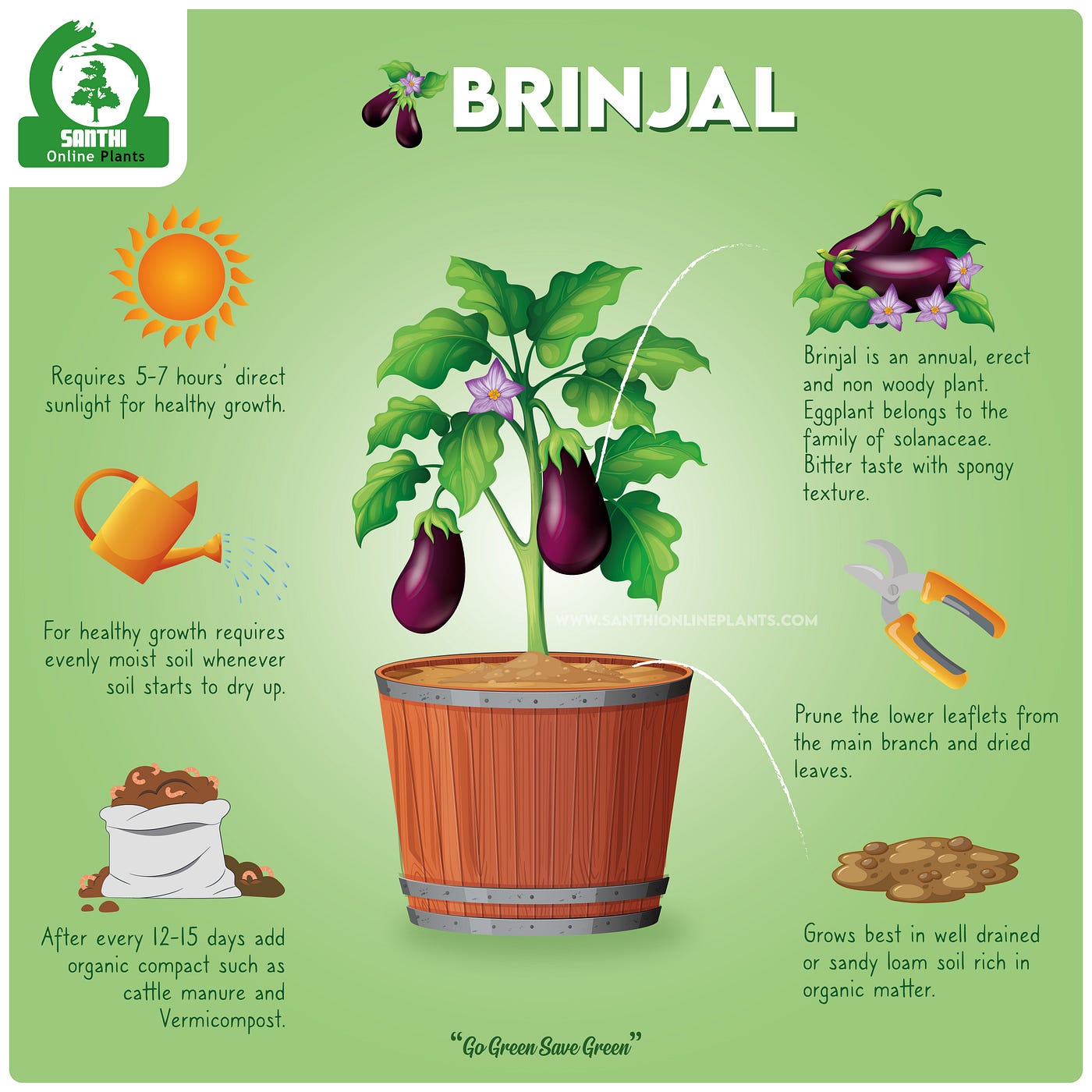 Brinjal Plant Images