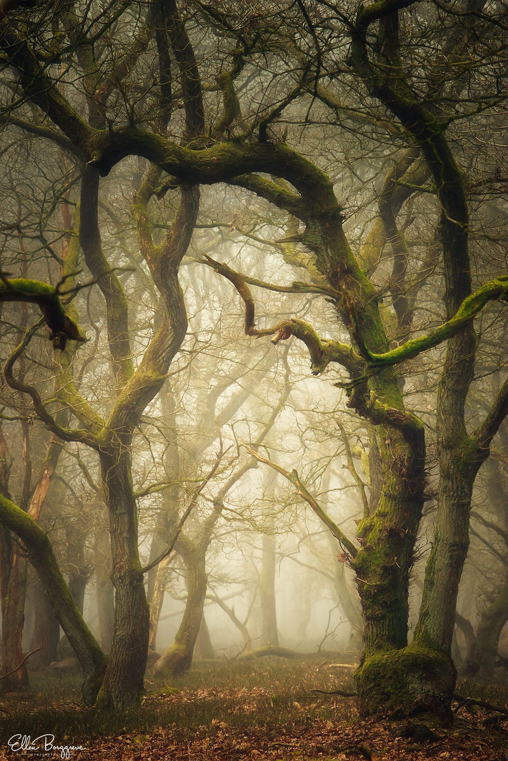 Whimsical Nature Photography