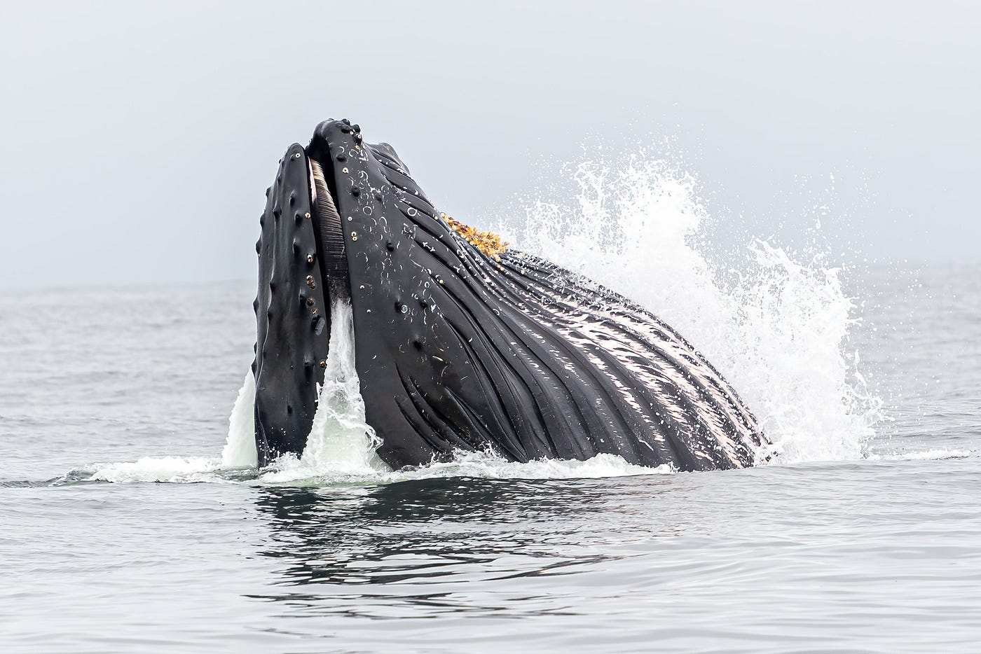 Inuit Food Whale