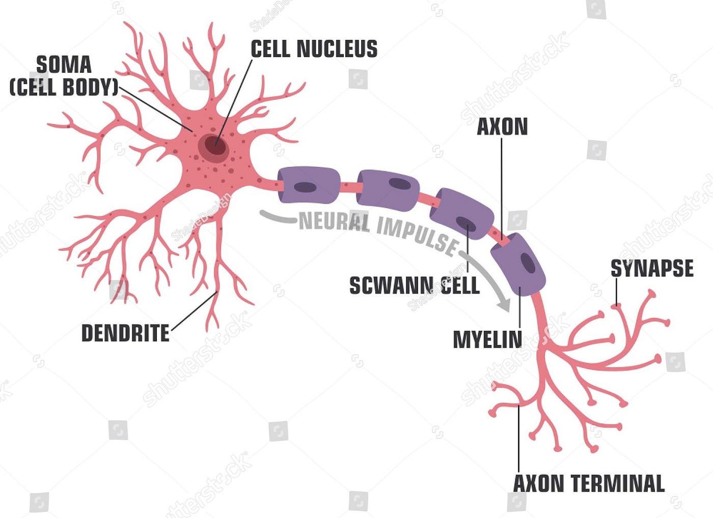 Parts Of A Neuron Anatomy