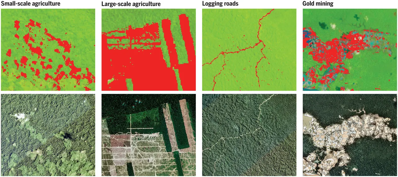 AI Case Study: Deforestation | Developing Digital Data Literacy