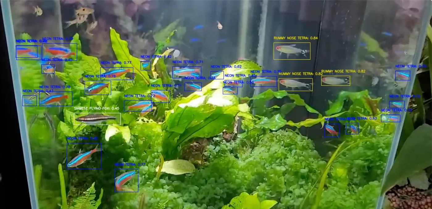 GitHub - yohmori/Fish-Detector: Detecting five different types of tropical fish from video ...