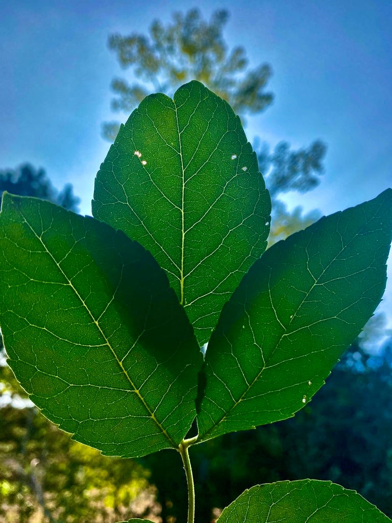 Nature Symmetry Sunlight Trees