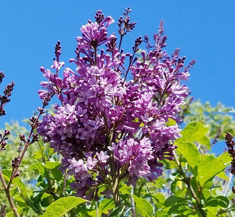 James Macfarlane Lilac