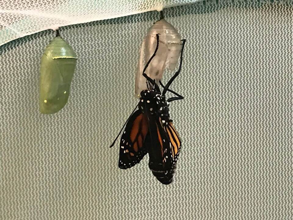 Monarch Butterfly Chrysalis Problems