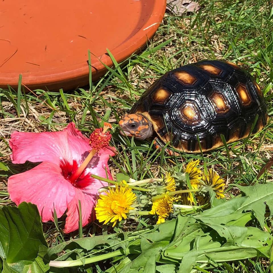 Red Footed Tortoise Eating