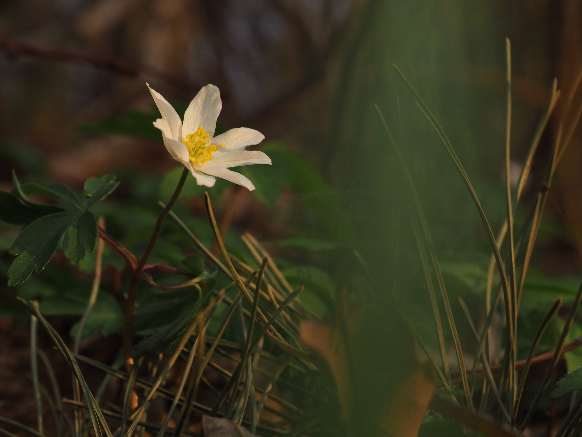 Wood Anemone Quotes
