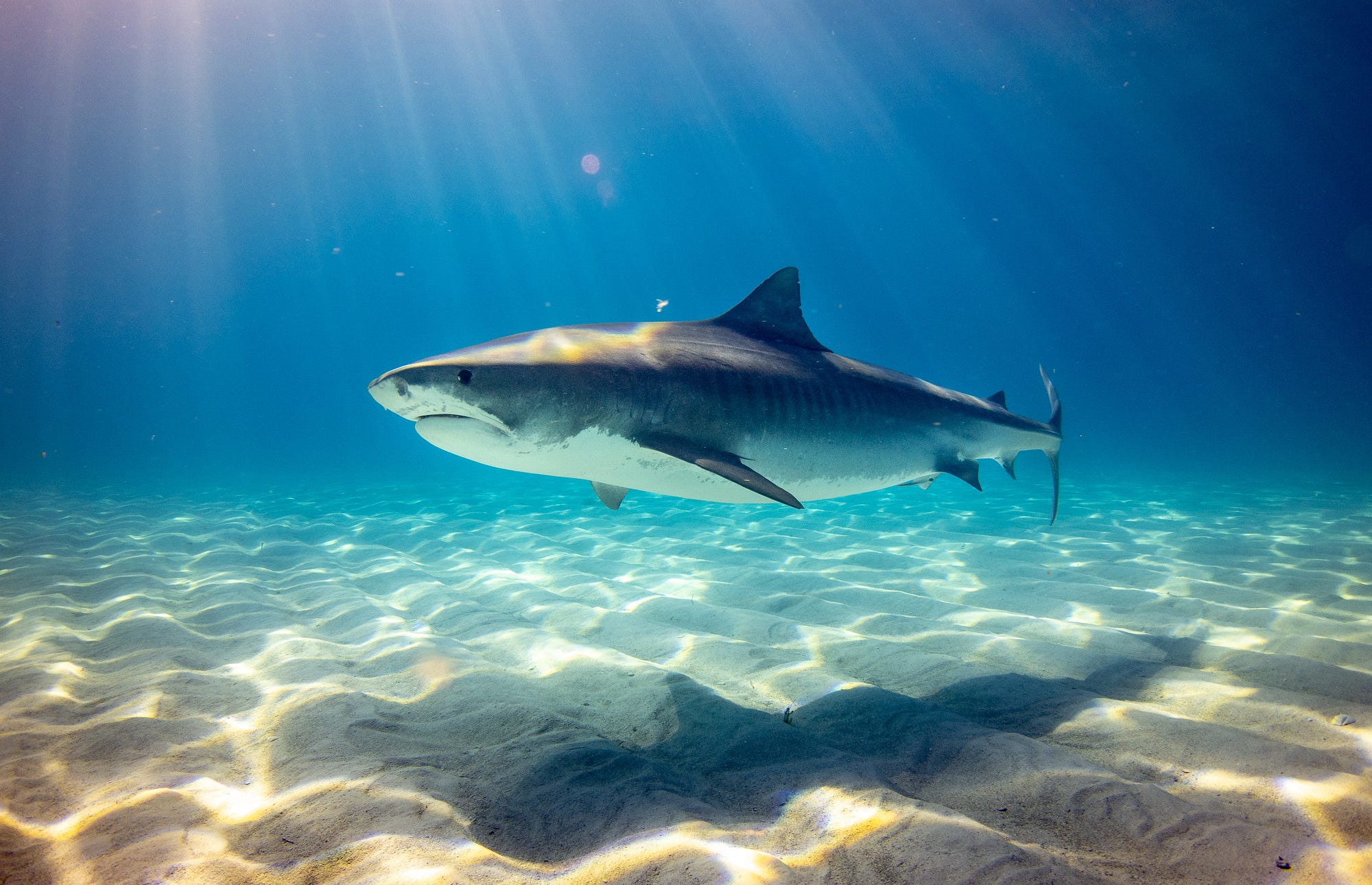 Submarine Shark Attack