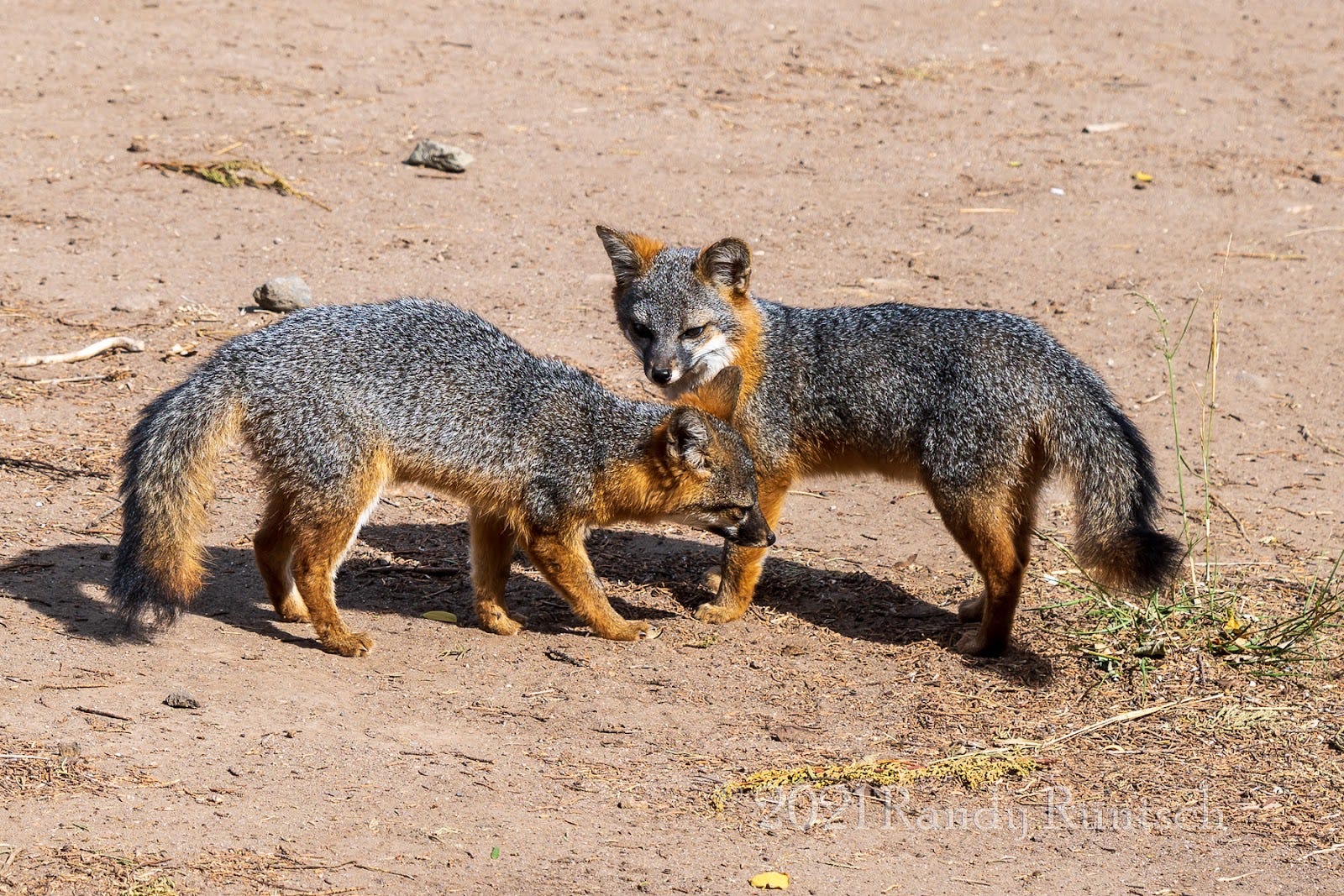 Santa Cruz Island Animals