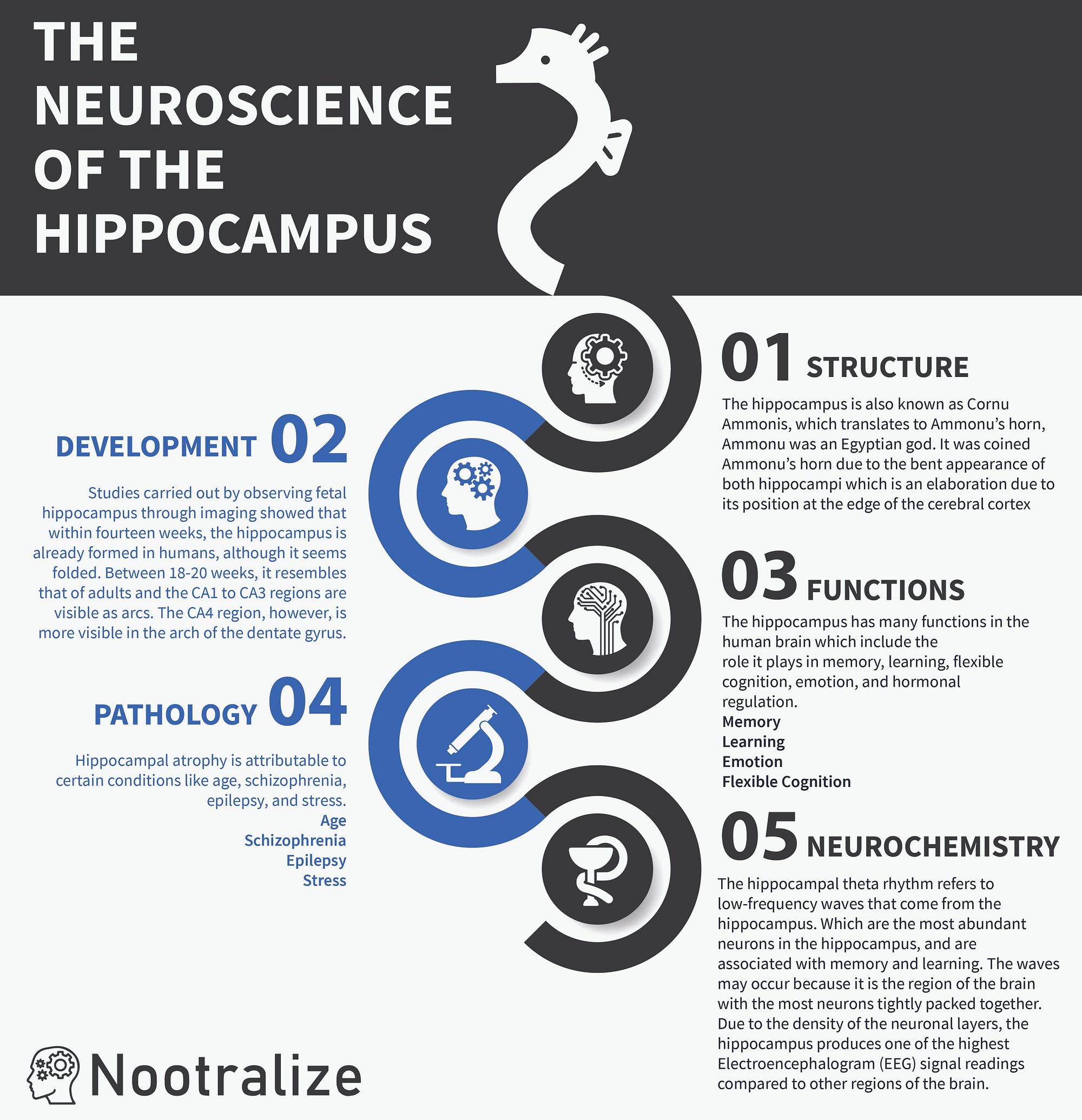 Hippocampus Function Emotion