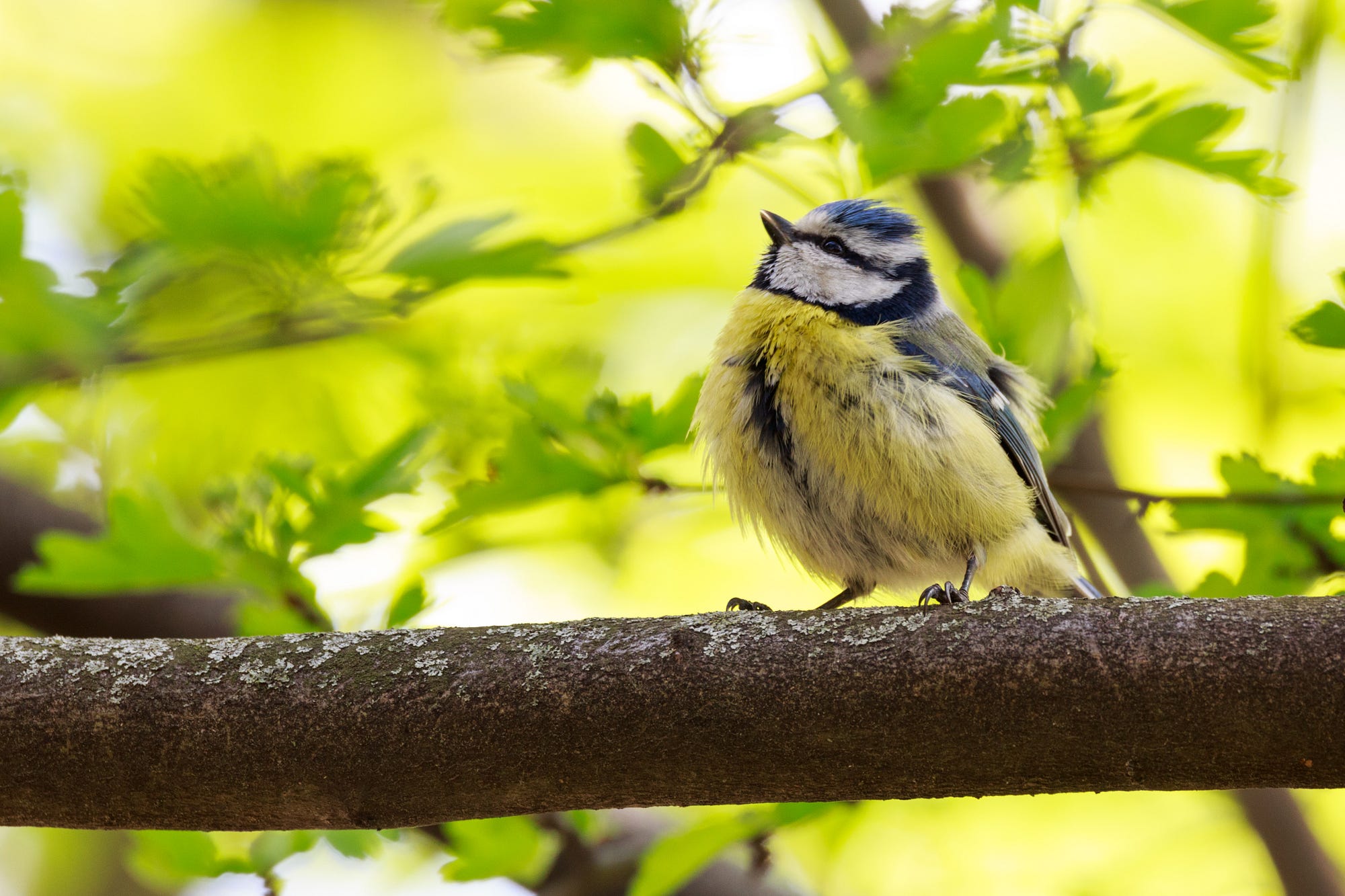 Sad Face Yellow Bird