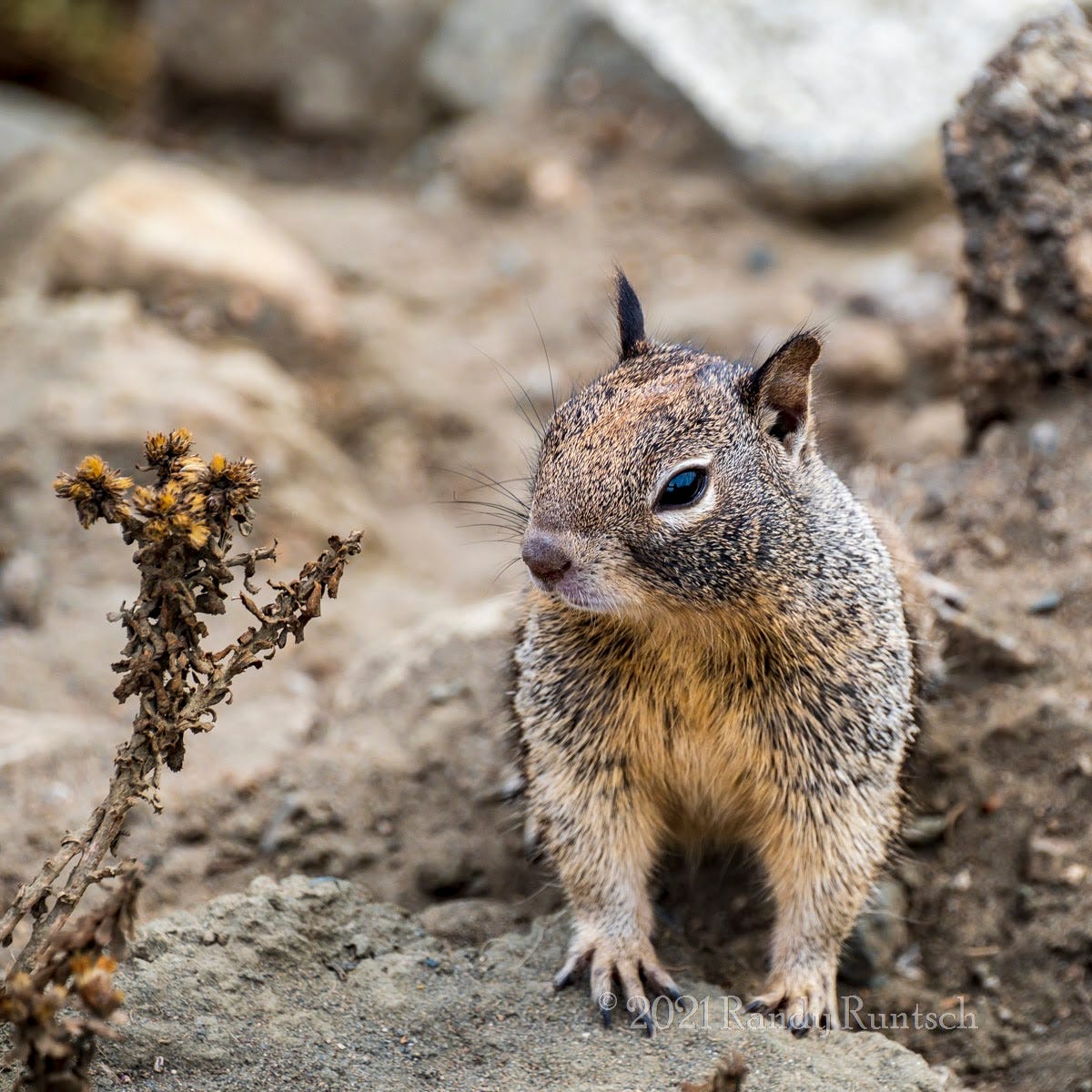 Rock Squirrel