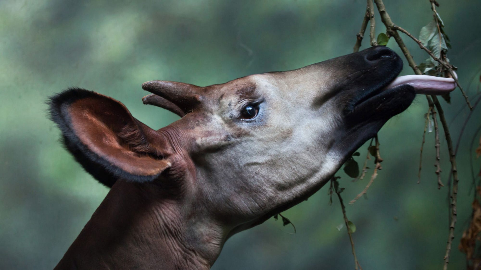 Okapi Rare Specie Enviromation