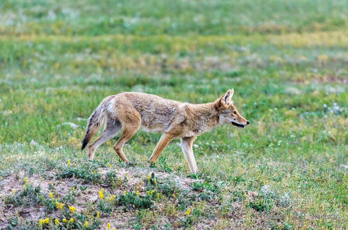 Temperate Grassland Coyotes Fauna Temperate Grassland