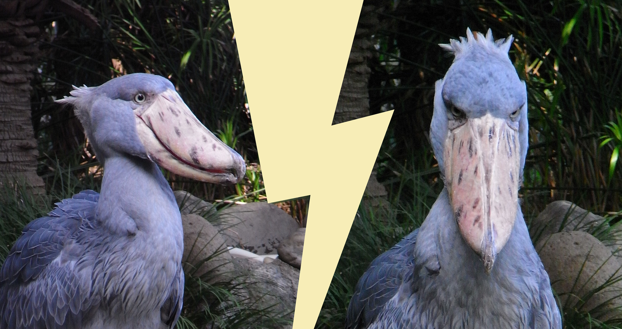 Shoebill Stork: The Living Fossil That Survived Time – New and Tips