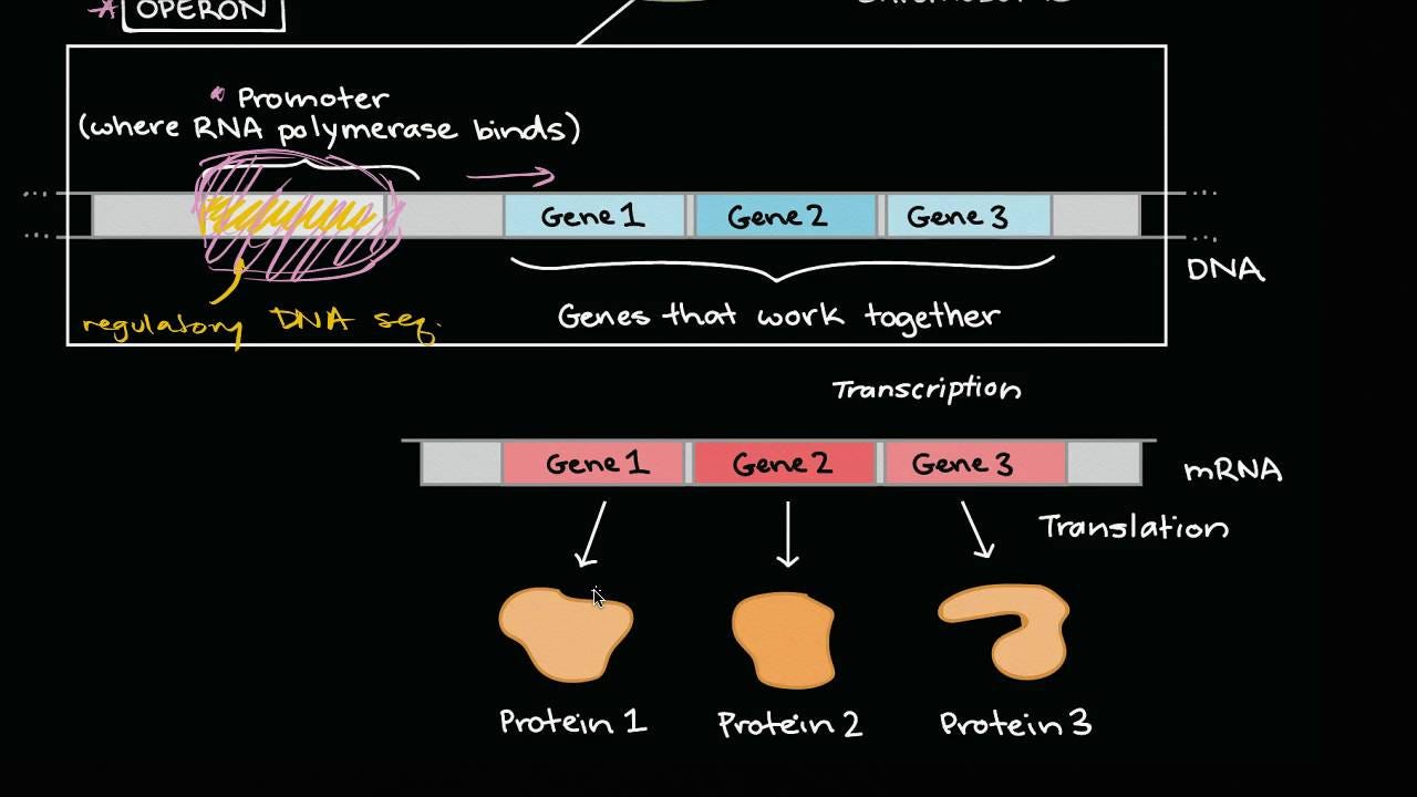 Gene Expression In Prokaryotes