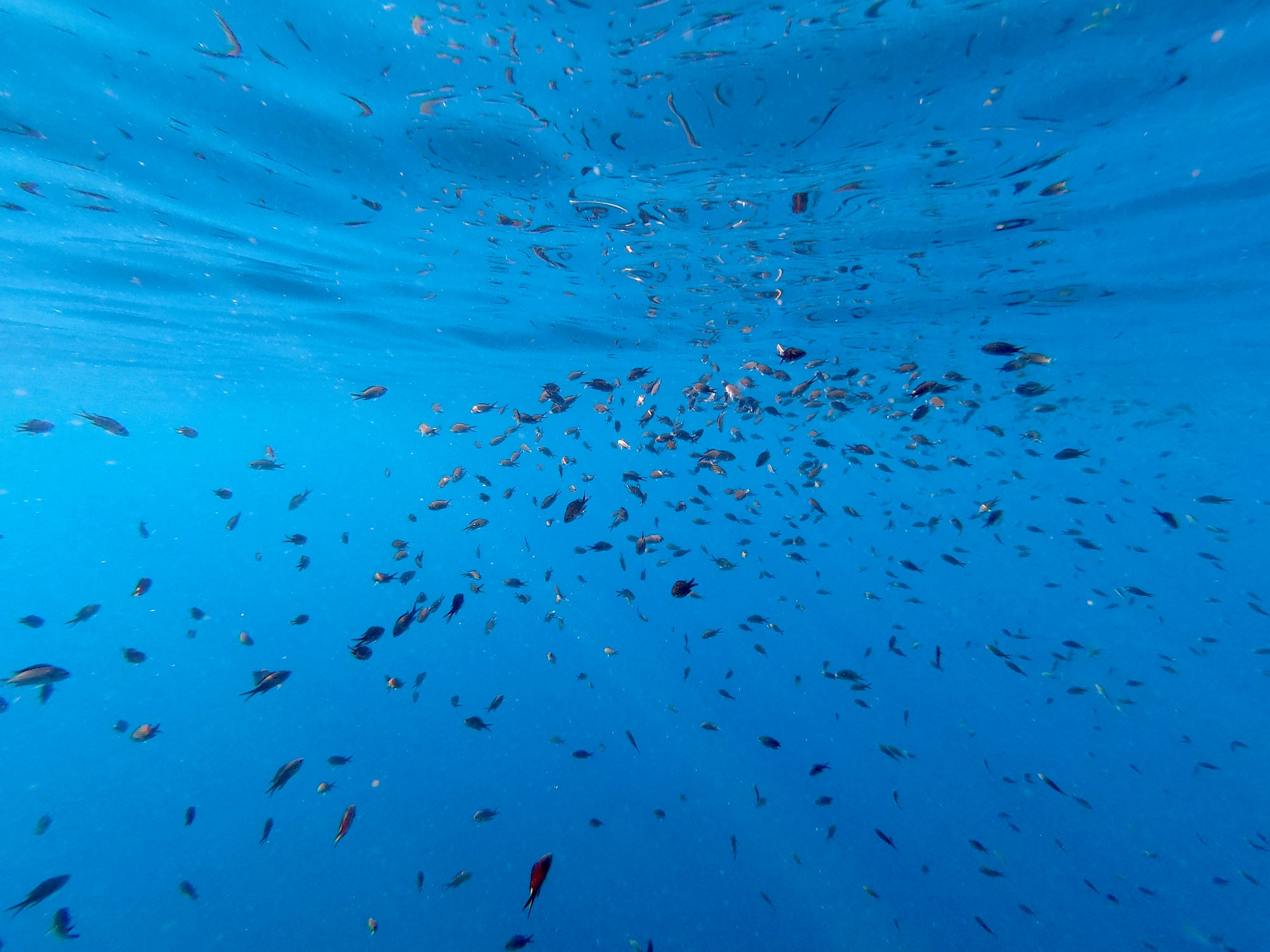 Underwater Ocean Real
