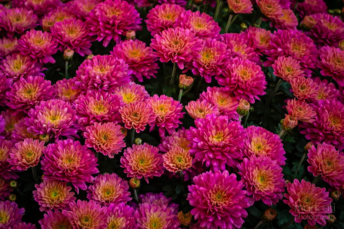 Fill The Frame Photography Tumblr