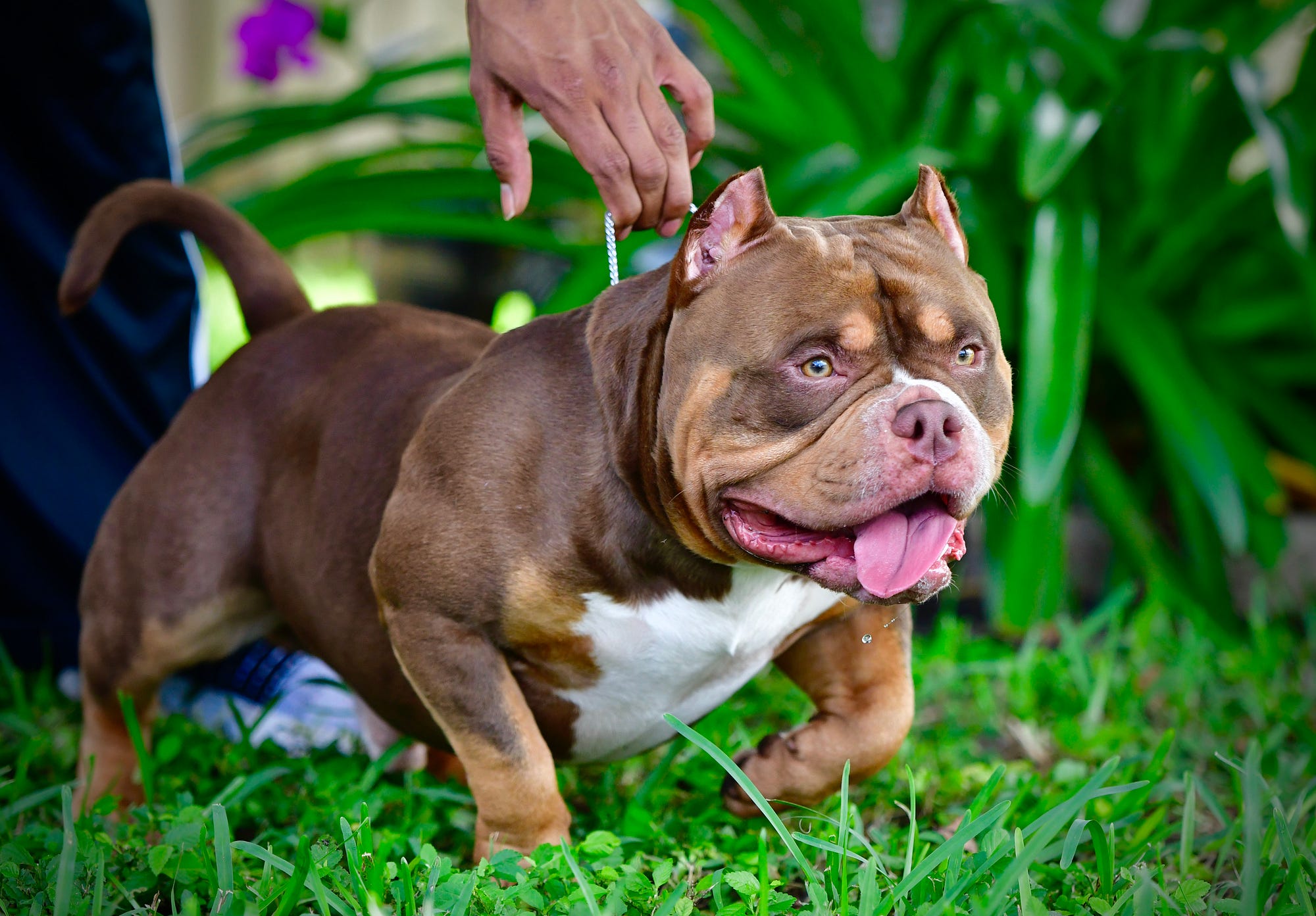 Grout Bully Colors