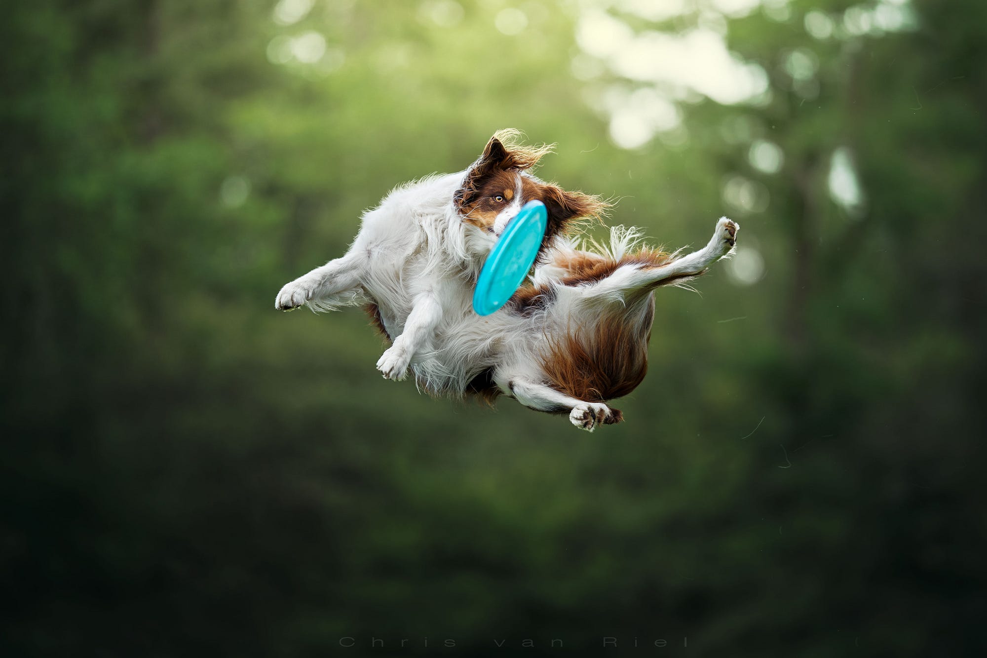 Never Forget Frisbee Dog