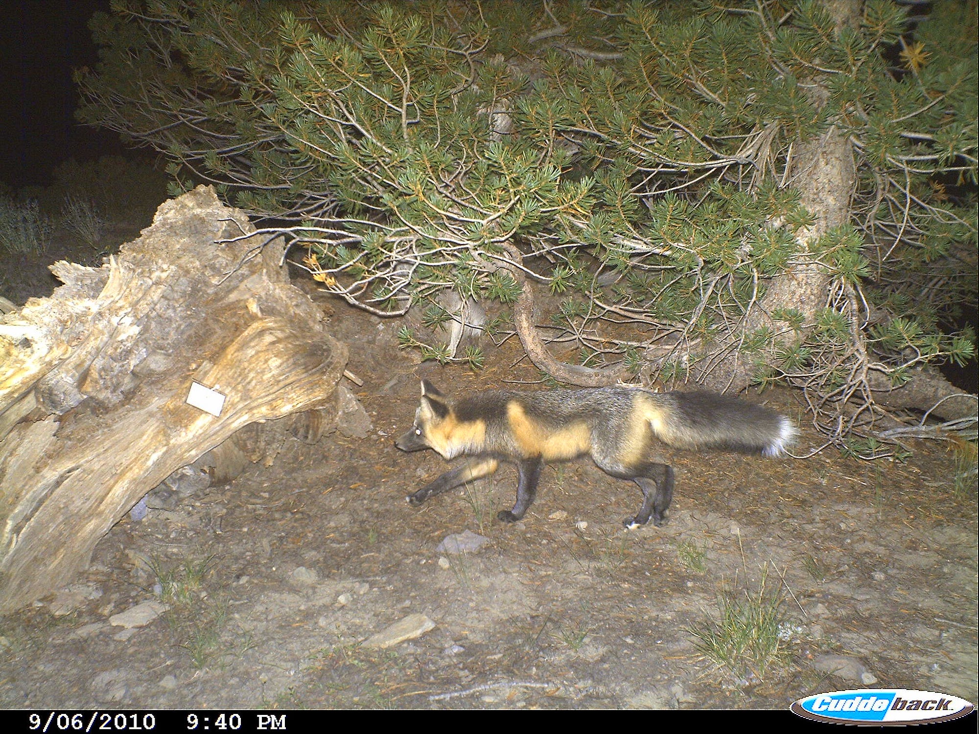 What Does Fox Poop Look Like Fox Scat Identification