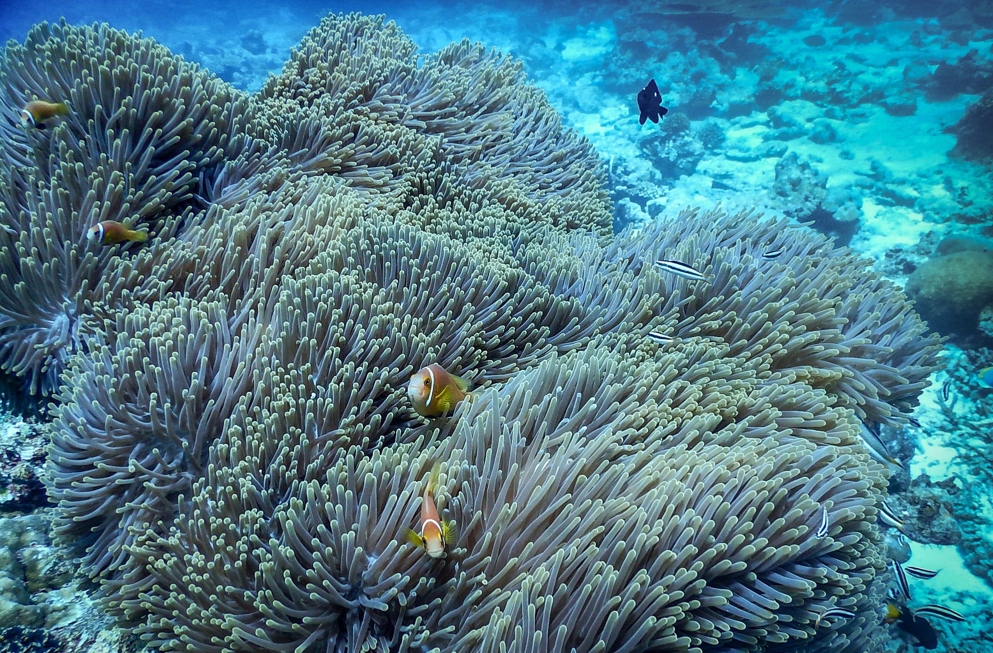 Clownfish And Anemone