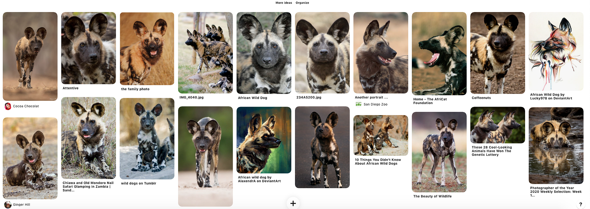 African Wild Dog Mix
