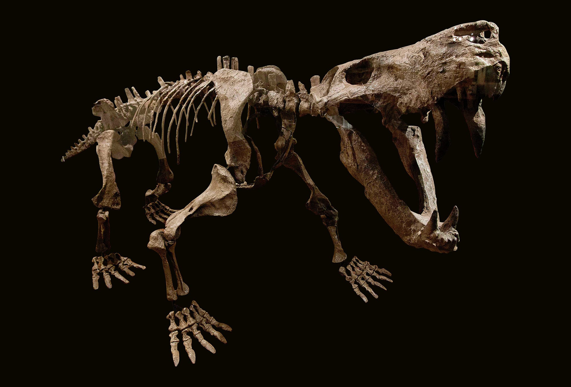 Scheletro Cinodonte