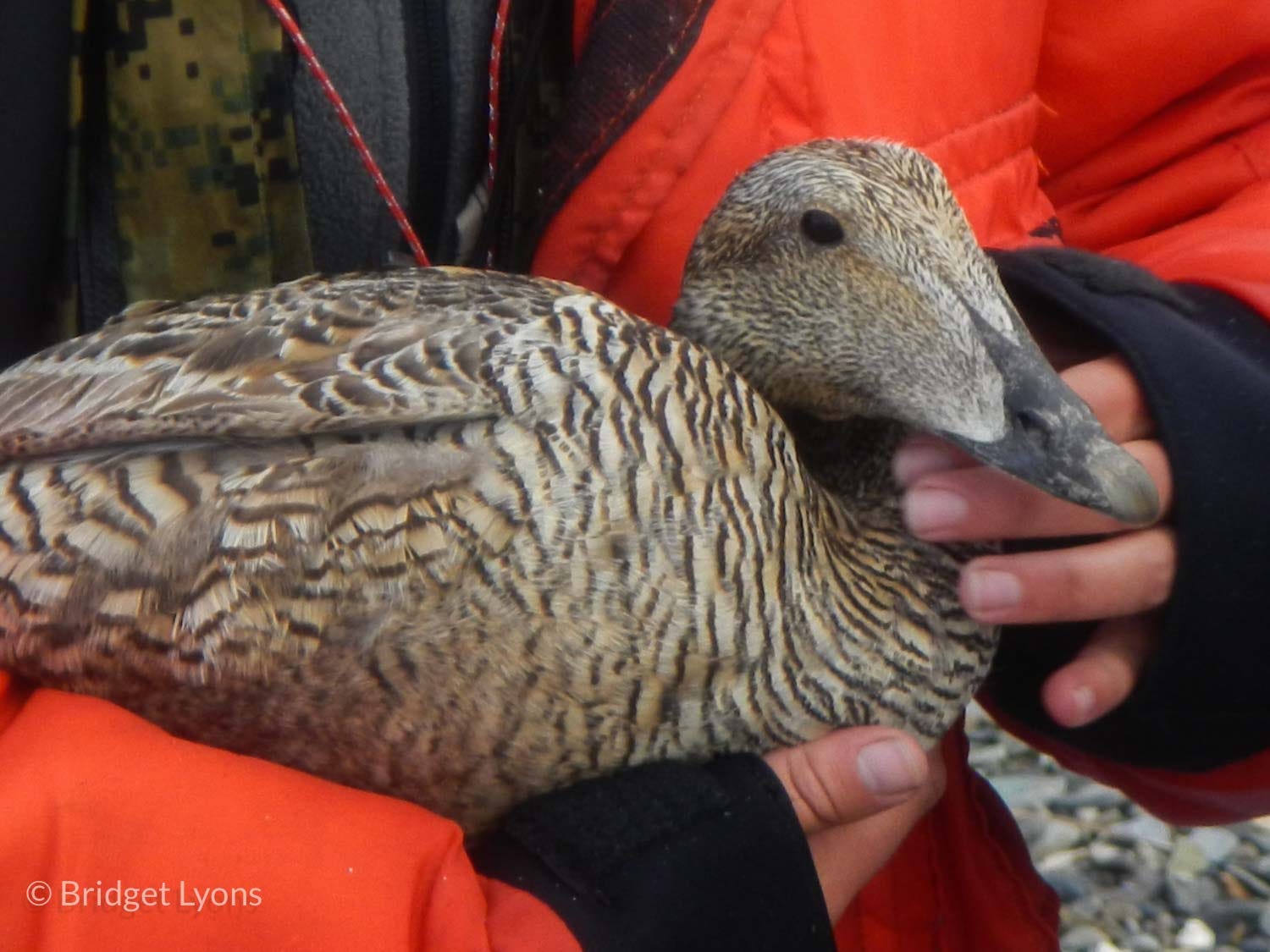 King Eider Hen