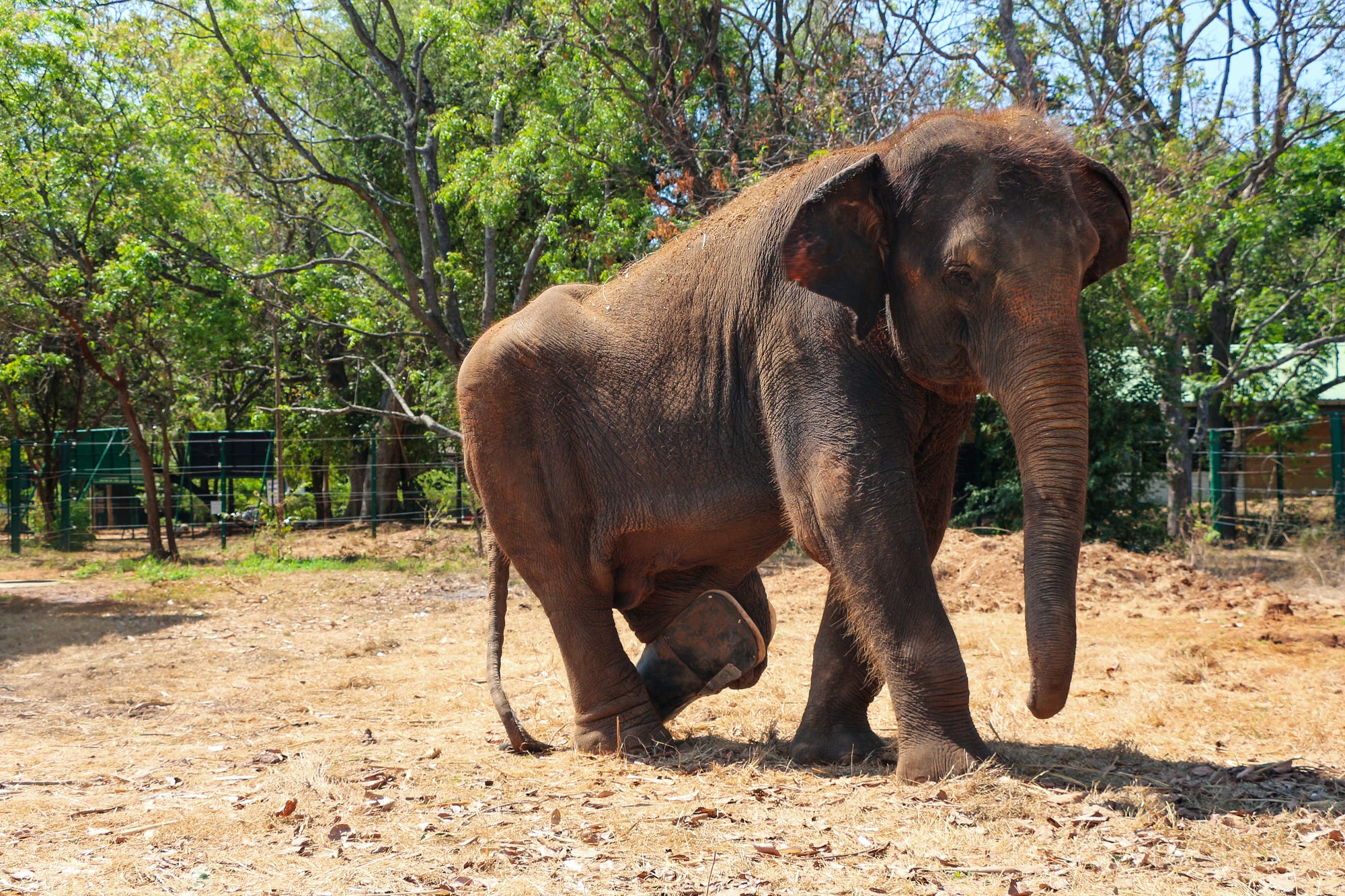 Three Legged Elephant