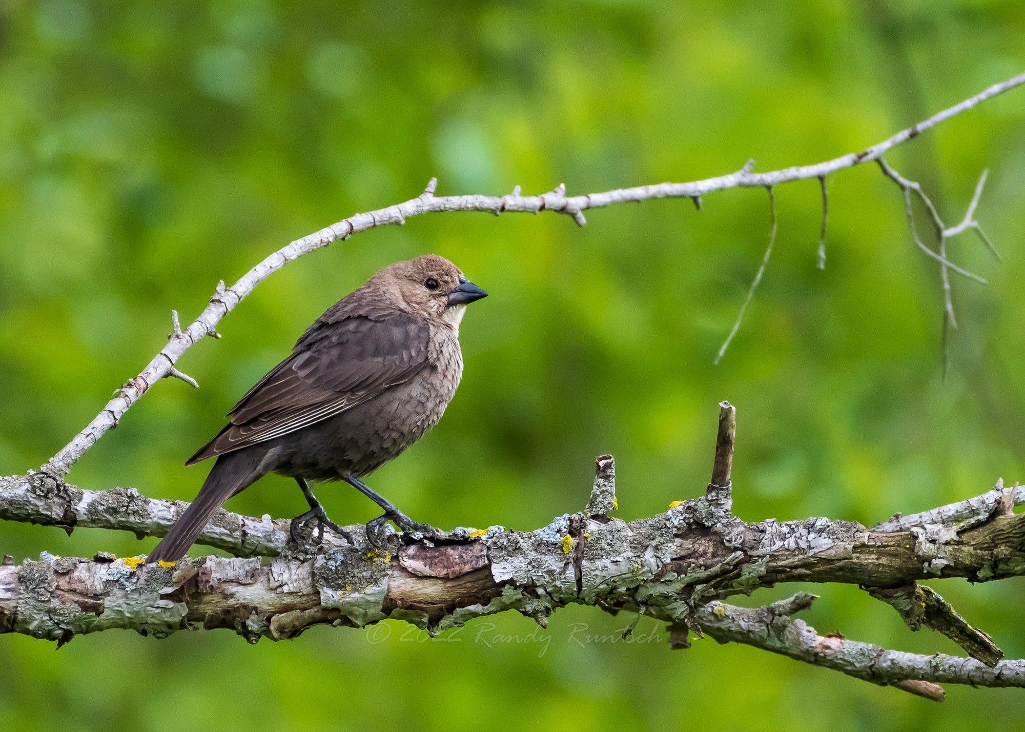 Female Cowbird