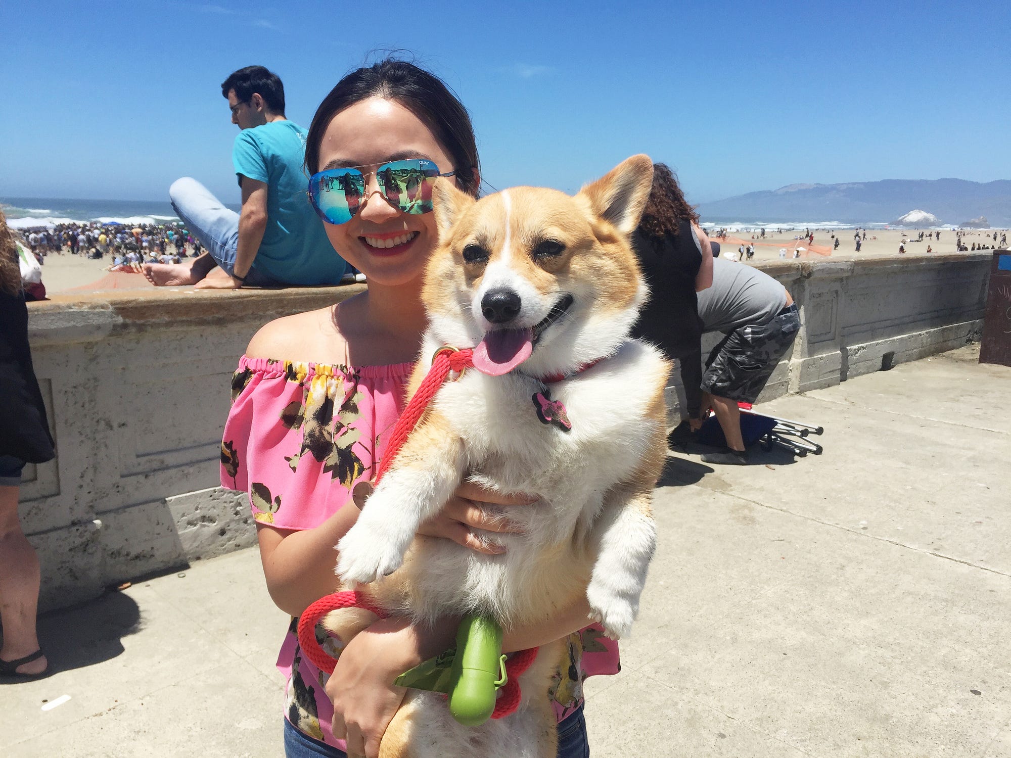 Corgi Beach Party Buzzfeed