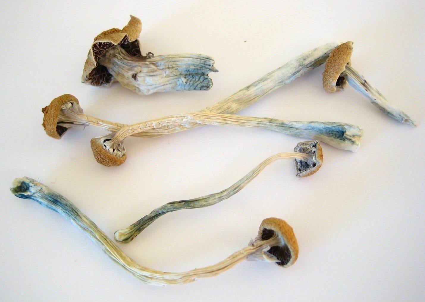 Mexican Albino Mushrooms