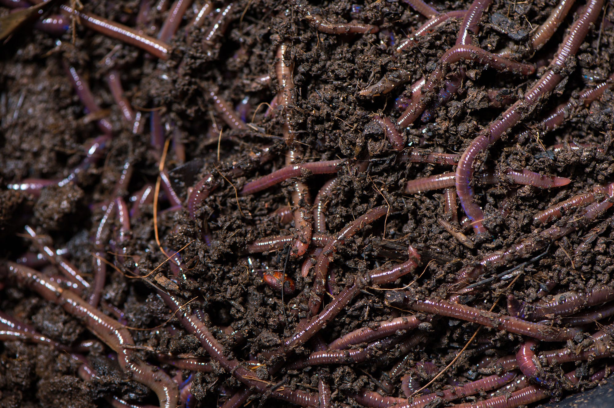 Earthworms In Soil Good Or Bad