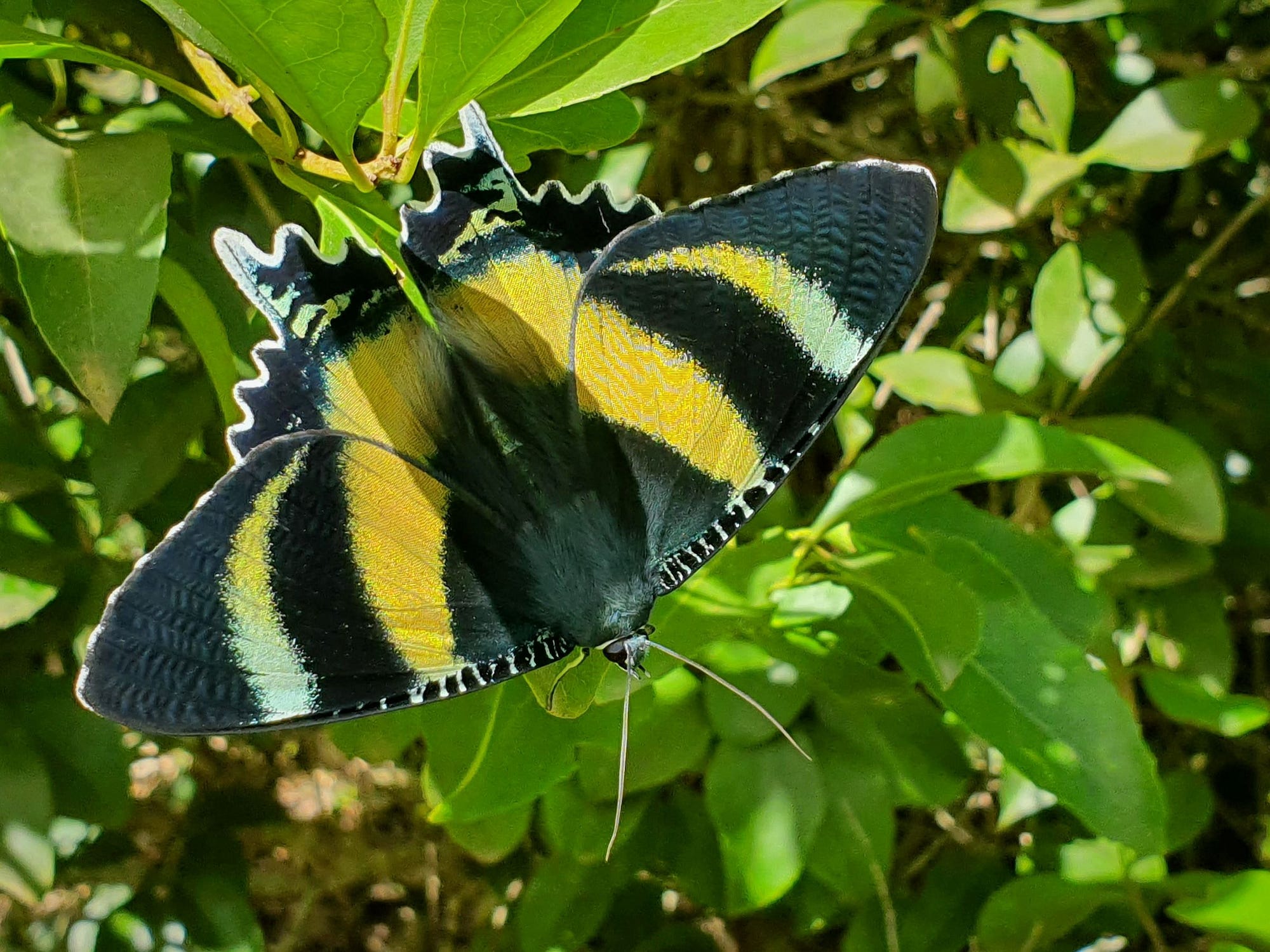Moths and their zodiac sign 60 photos - Astrologytoyou.com