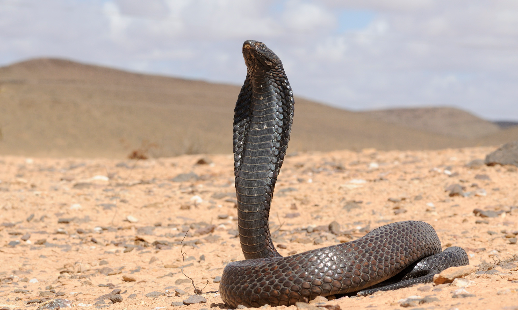 Basilisk Snake Real Life