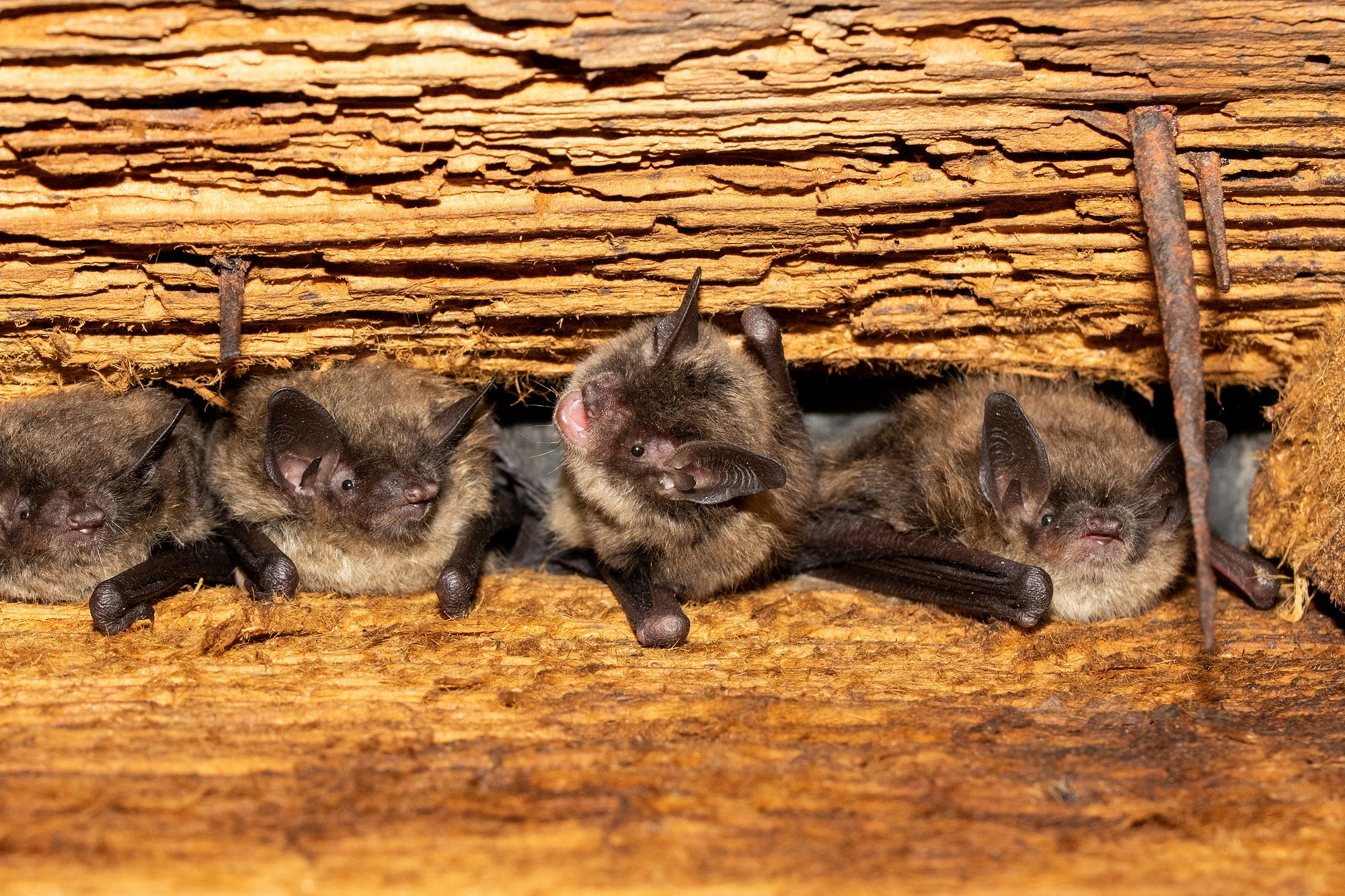 Massachusetts Brown Bats